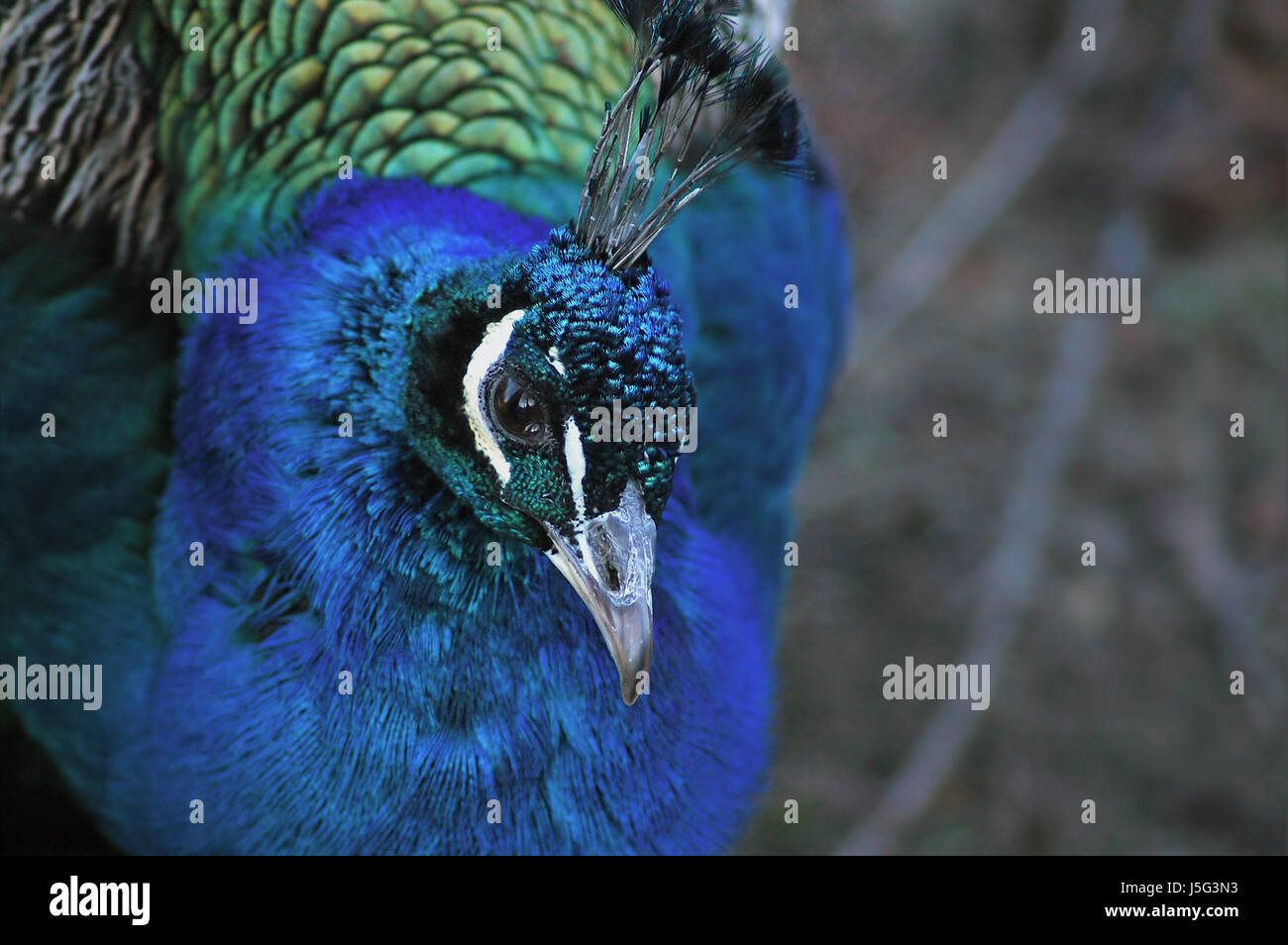 blue beautiful beauteously nice bird male masculine coloured colourful ...