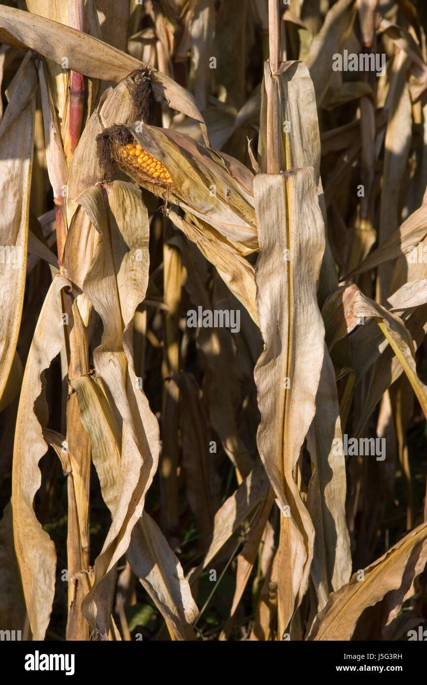 food aliment circulation risk useful plant grain acre end corn ...