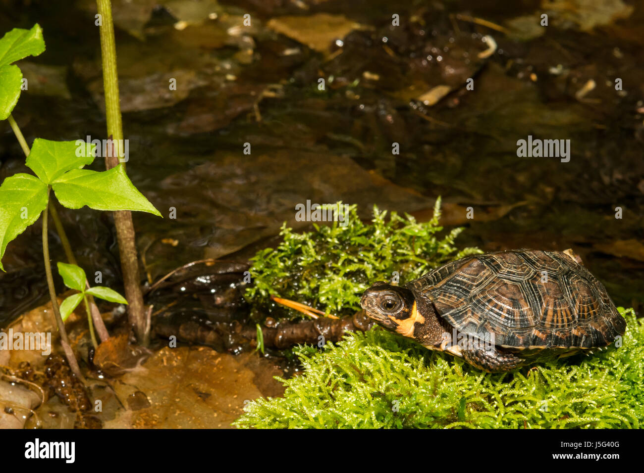 A close up of a Bog Turtle in natural habitat Stock Photo - Alamy