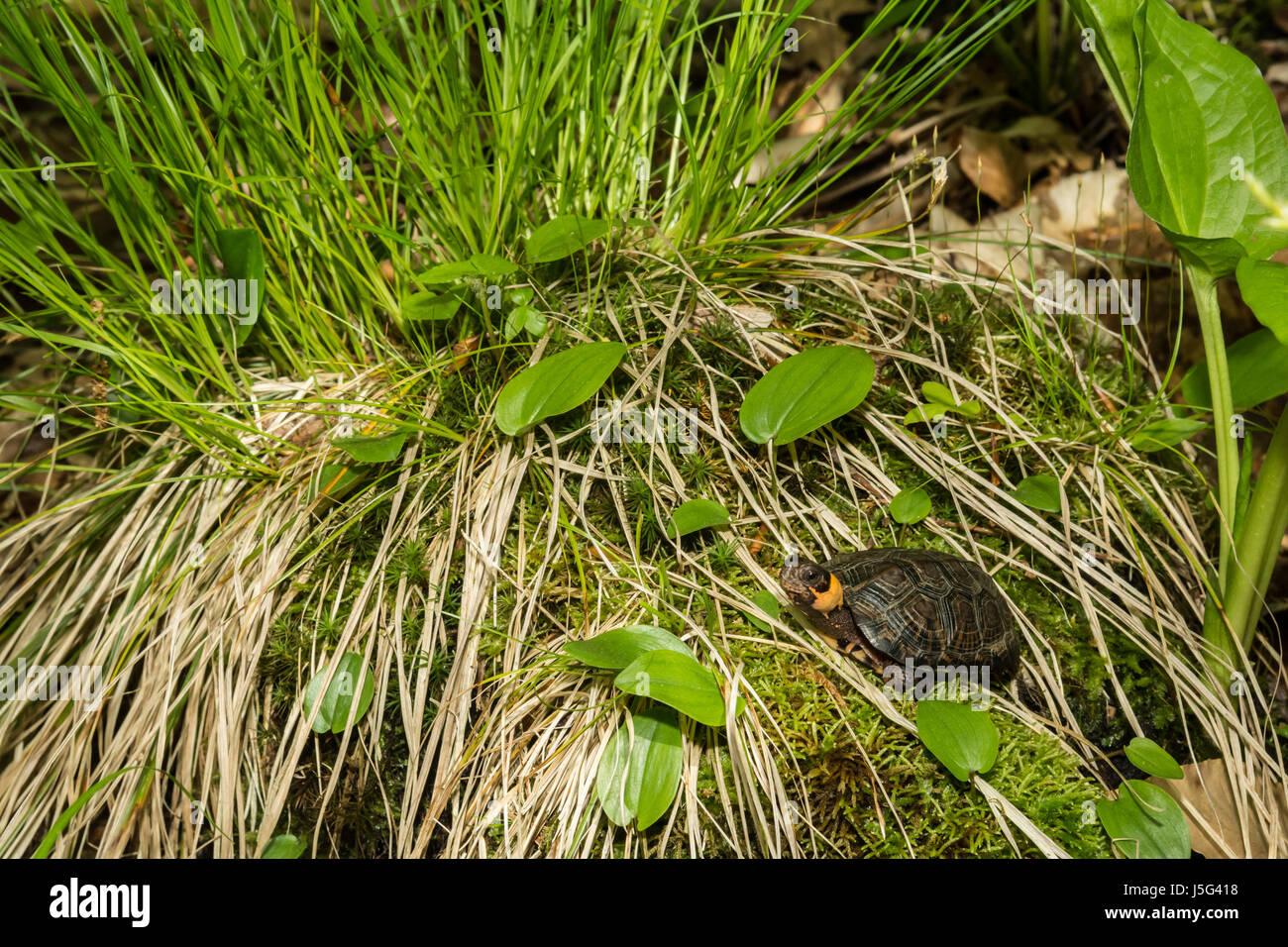 A close up of a Bog Turtle in natural habitat Stock Photo - Alamy