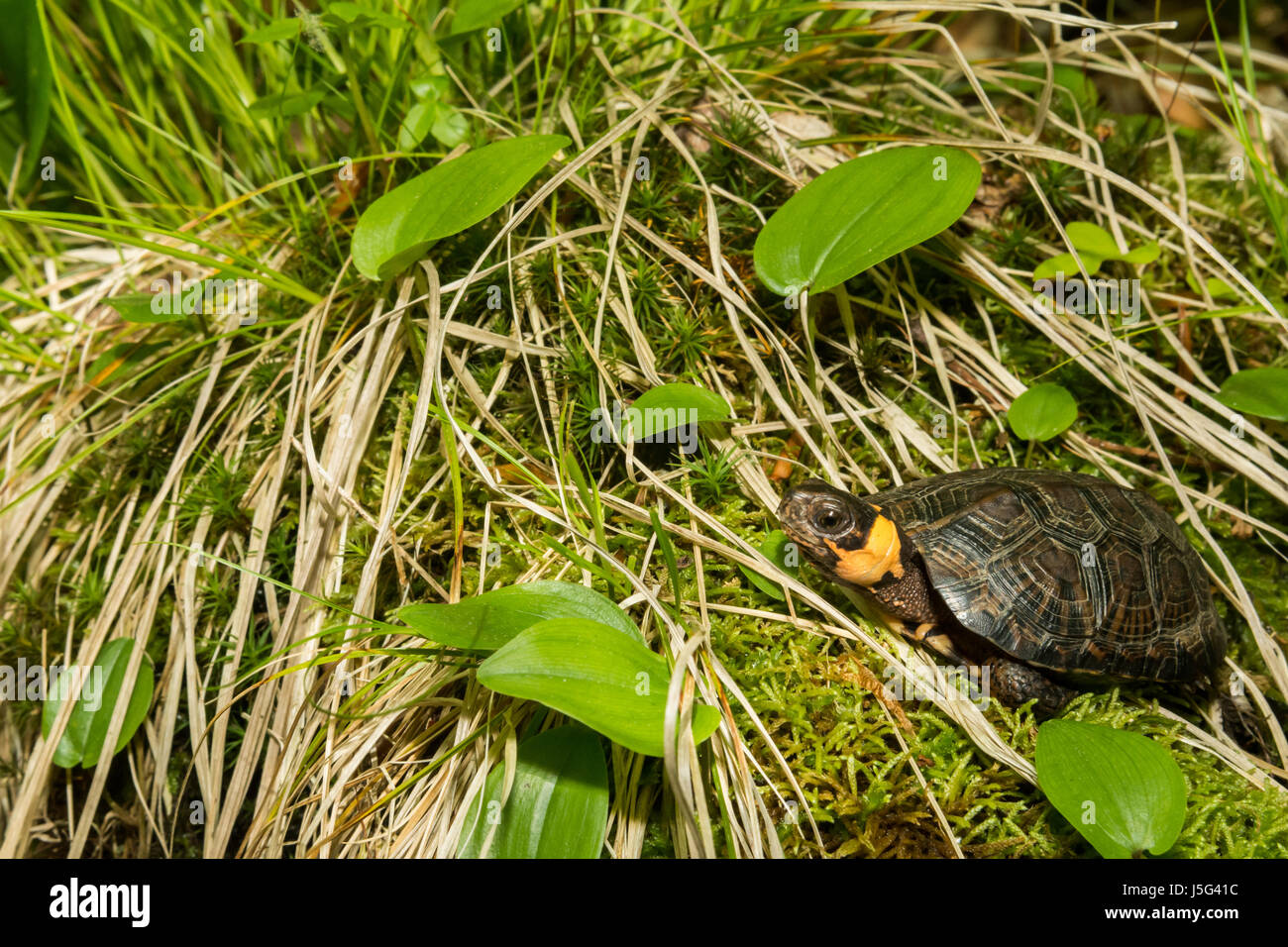 A close up of a Bog Turtle in natural habitat Stock Photo - Alamy
