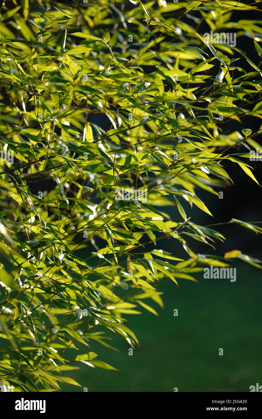 beautiful beauteously nice leaf musical instrument green asia leaves ...