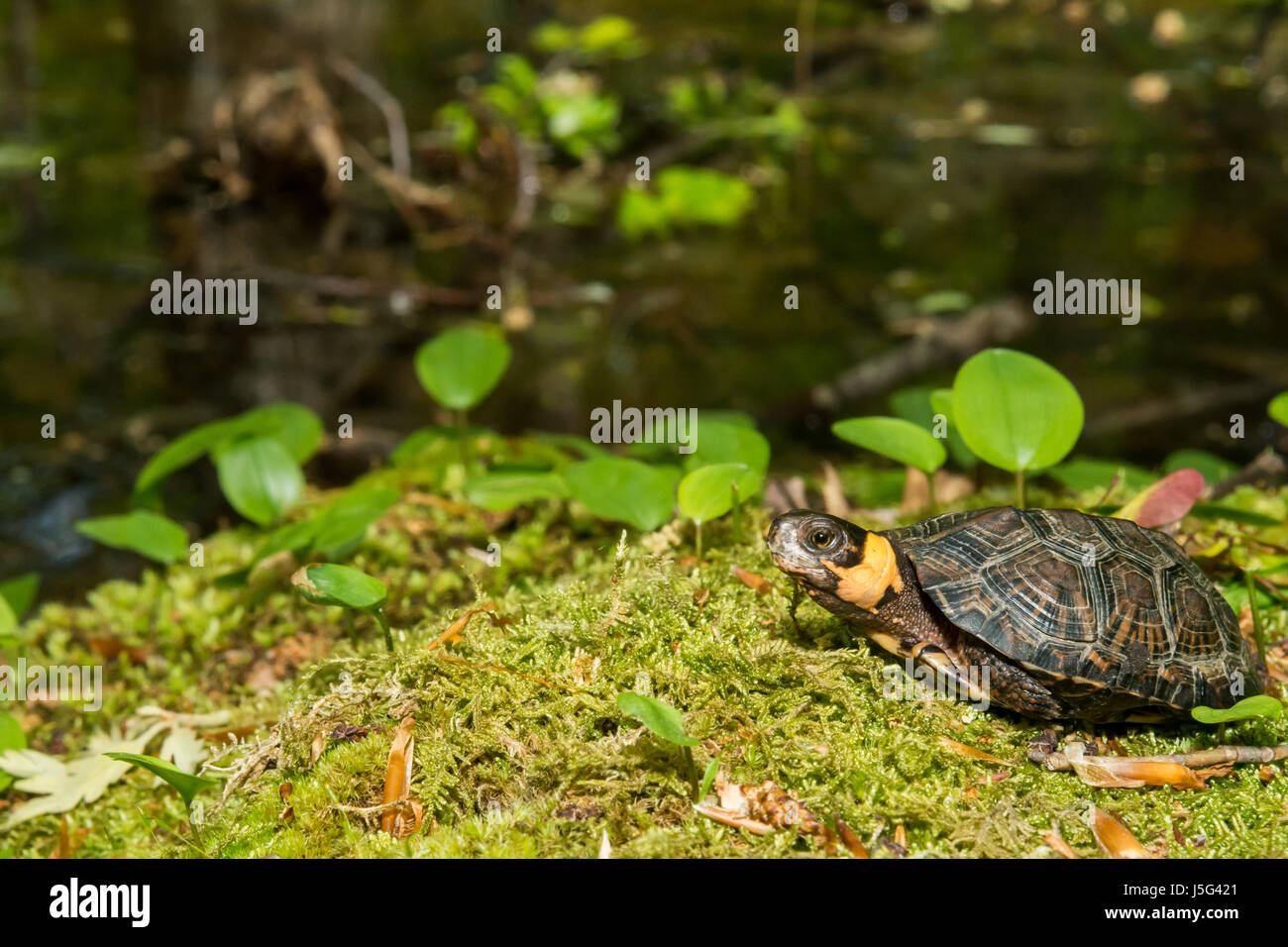 A close up of a Bog Turtle in natural habitat Stock Photo - Alamy