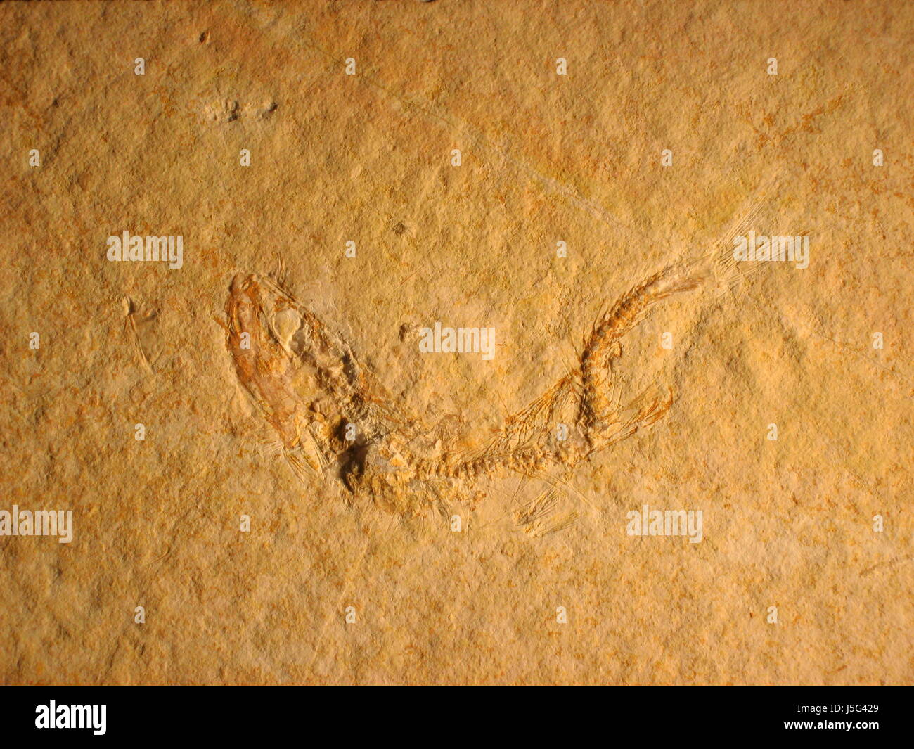 stone primitive times fish limestone fossilization fossil jurassic salt ...