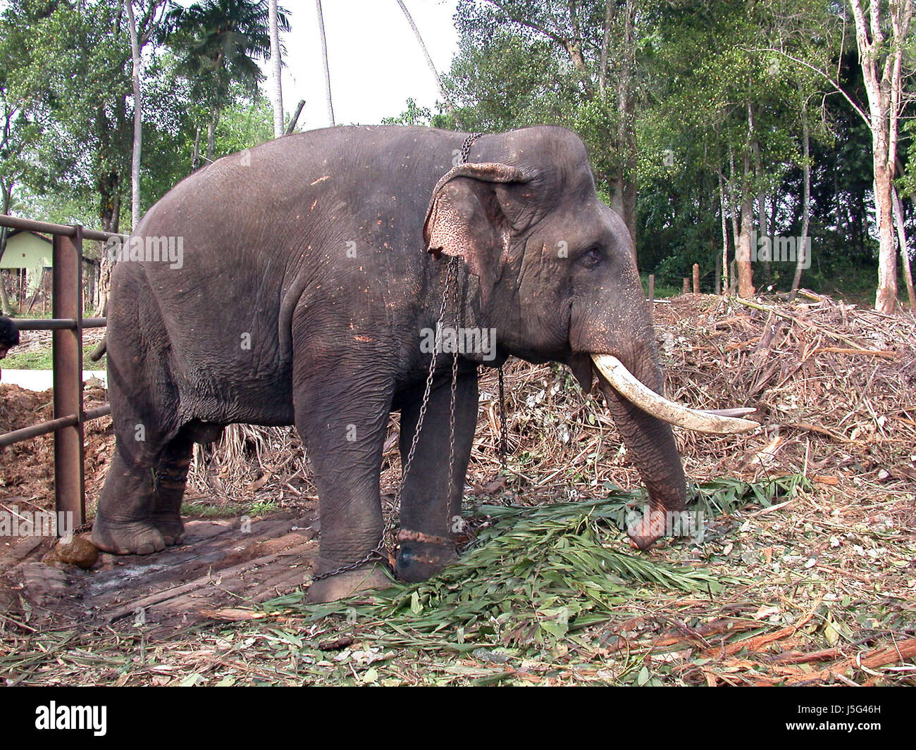 elephant mammals breeding care elephants cub baby proboscis becomes an ...