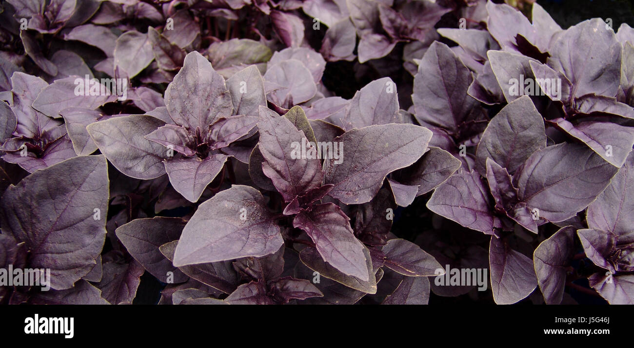 leaf spice kitchen cuisine vegetable herb red leaves foliage plant ...