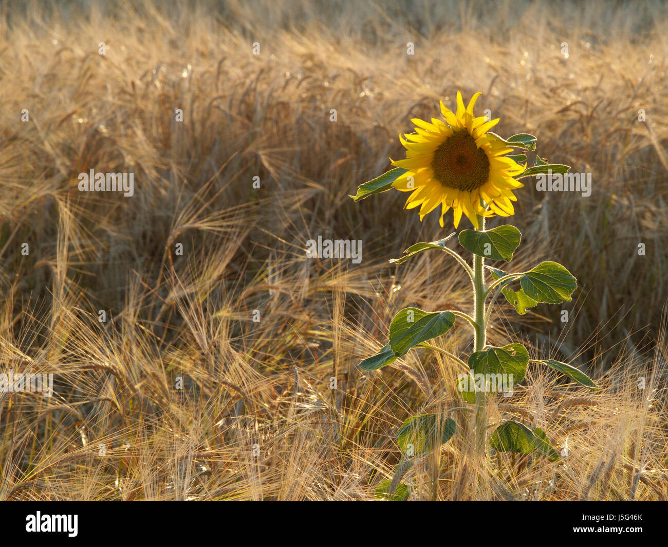 summer summerly energy power electricity electric power sunflowers ...
