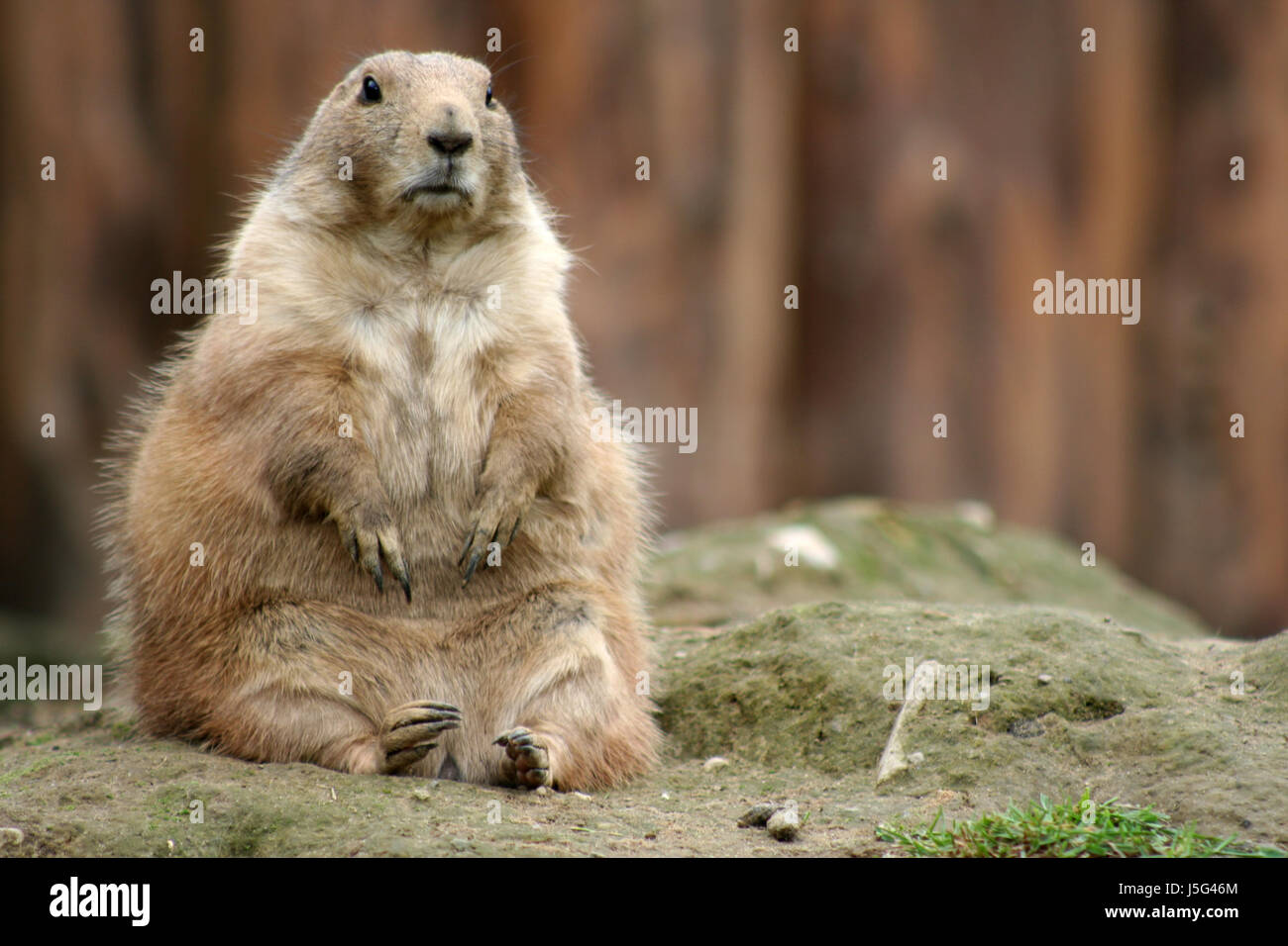 Poor posture hi-res stock photography and images - Alamy