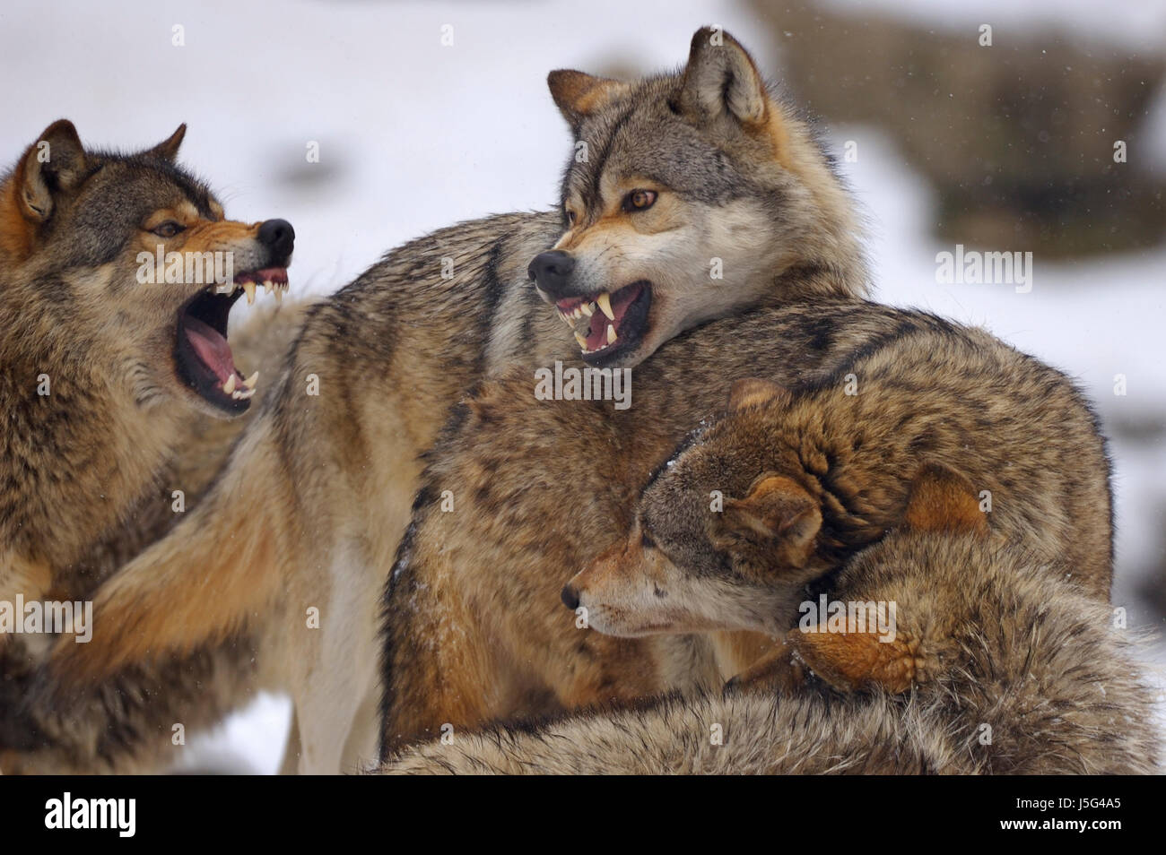 fight fighting winter mammal teeth bit mammals power predator wolf ...