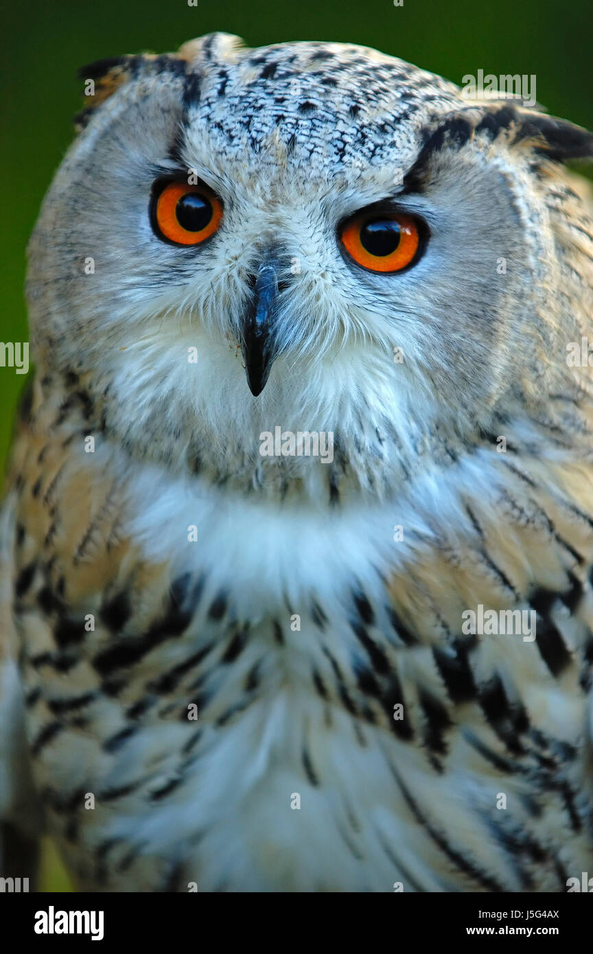 profile bird birds eyes raptor look glancing see view looking peeking ...