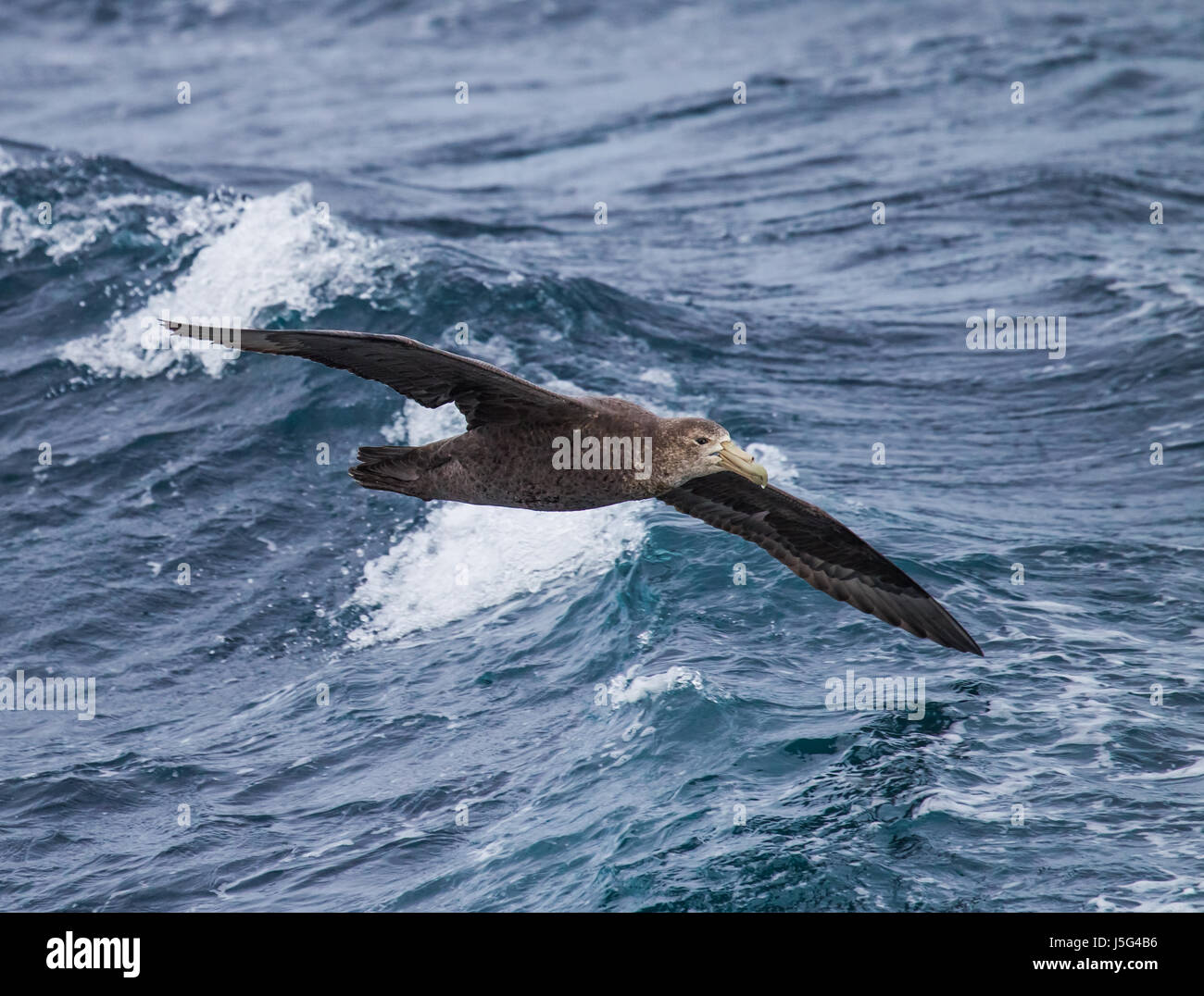 Petrel bird baby hi-res stock photography and images - Alamy