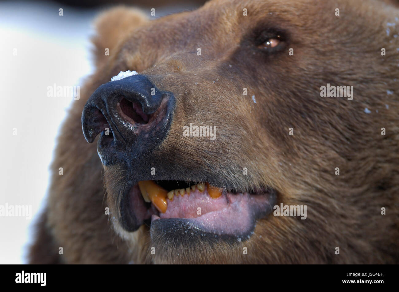 winter animal mammal bear mouth portrait nose predator fierce snow ...