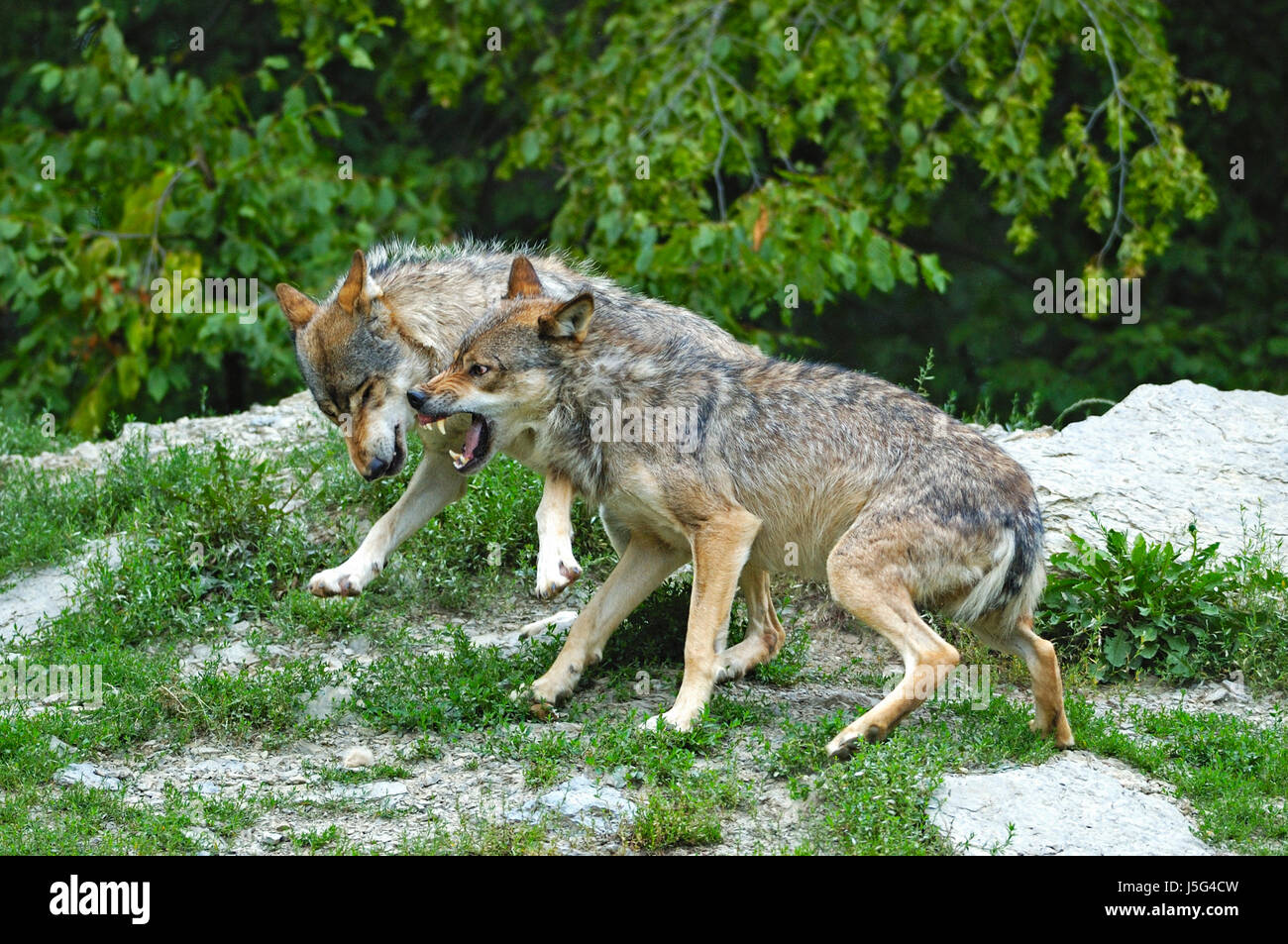 fight fighting animal mammal teeth bit mammals predator bite pack wild ...