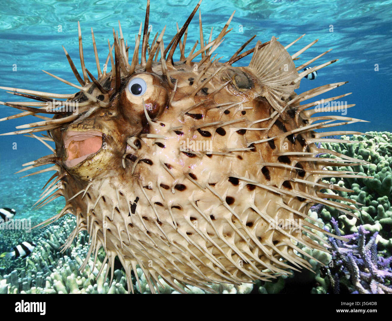 igel or fish Stock Photo - Alamy