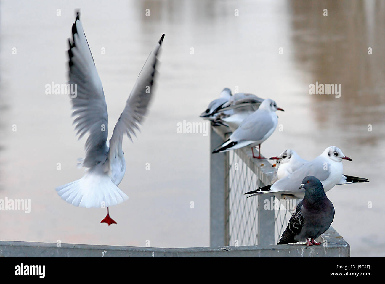 flight animal bird animals birds wing look glancing see view looking ...