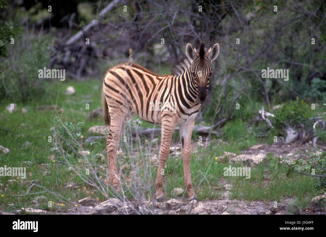 zebra cub in etosha national park,namibia Stock Photo - Alamy