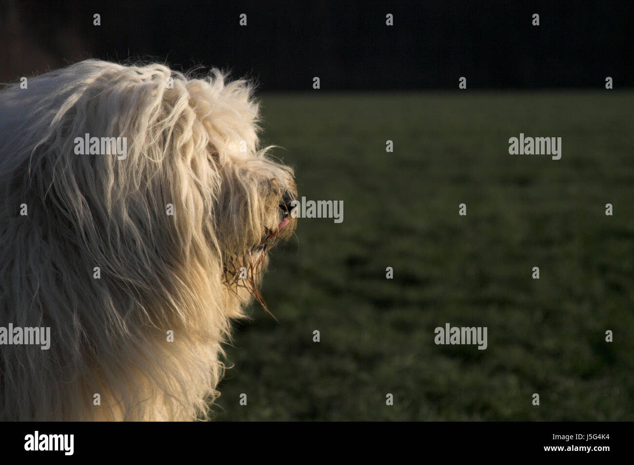 portrait skin dog lateral side view breed pedigree dog bobtail ...