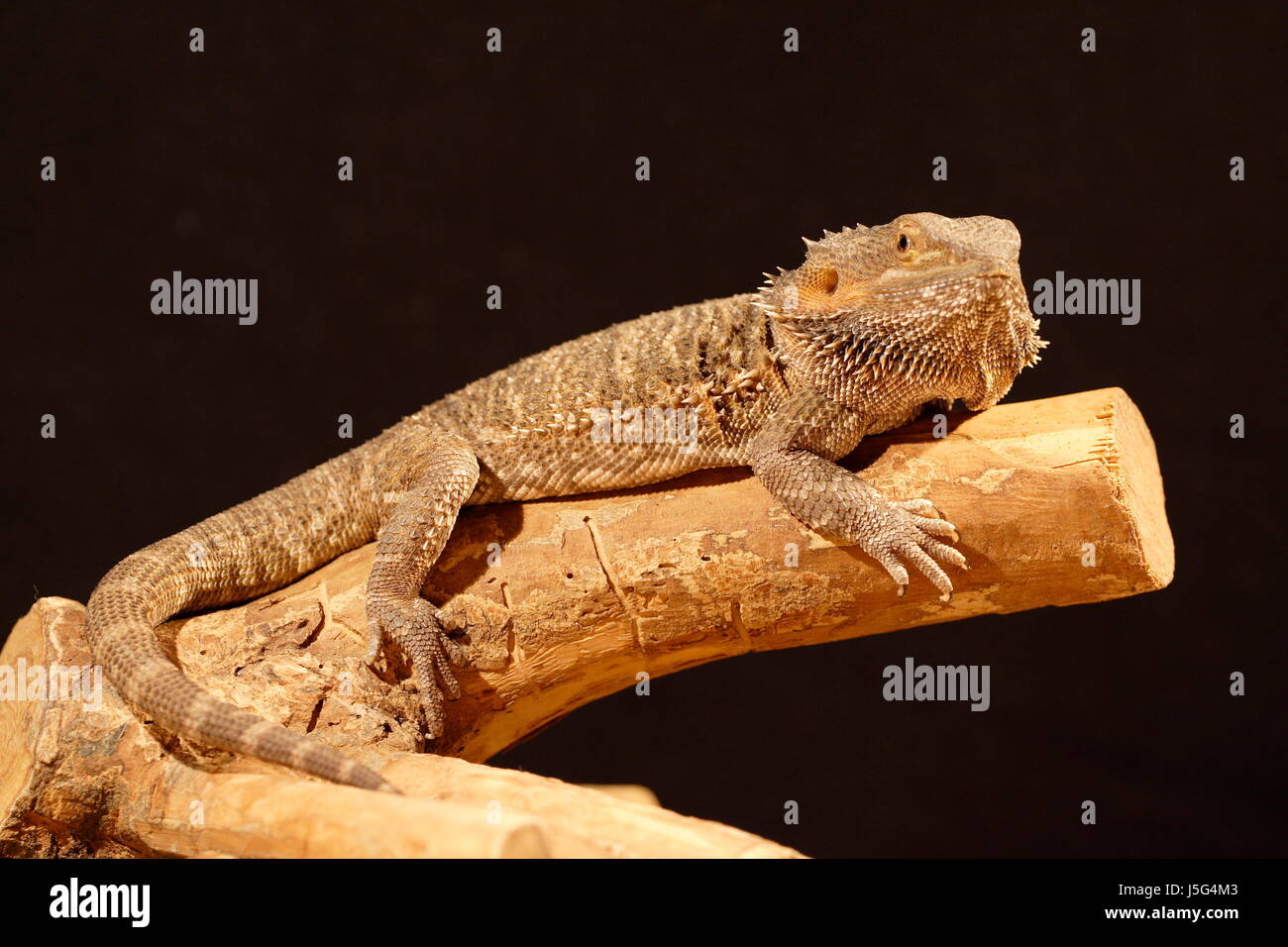 bearded dragon on wood Stock Photo - Alamy