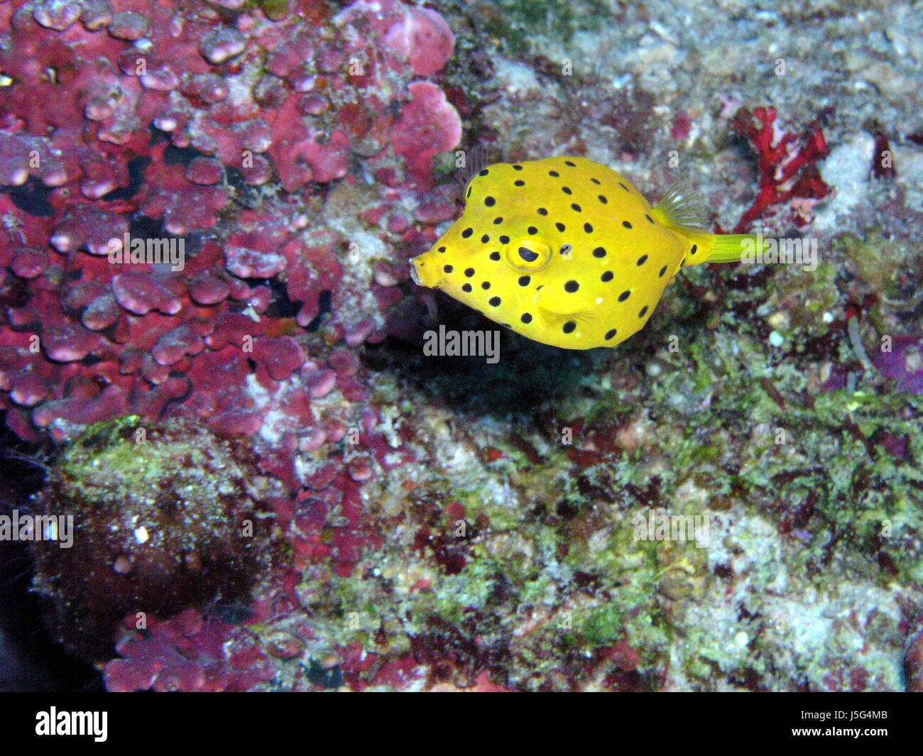 fodder fish small tiny little short underwater dive pisces reef salt ...