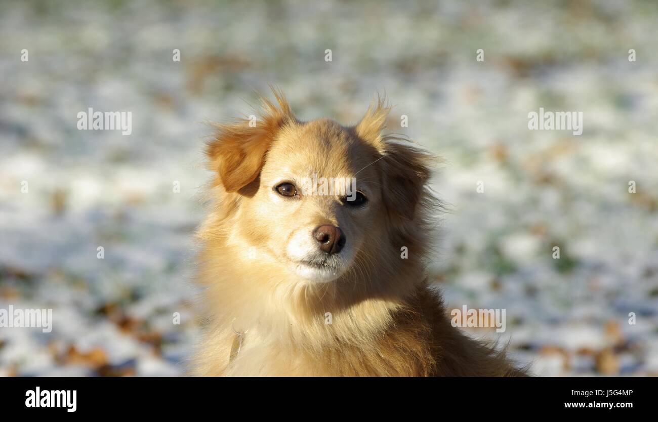 chico the poser Stock Photo - Alamy