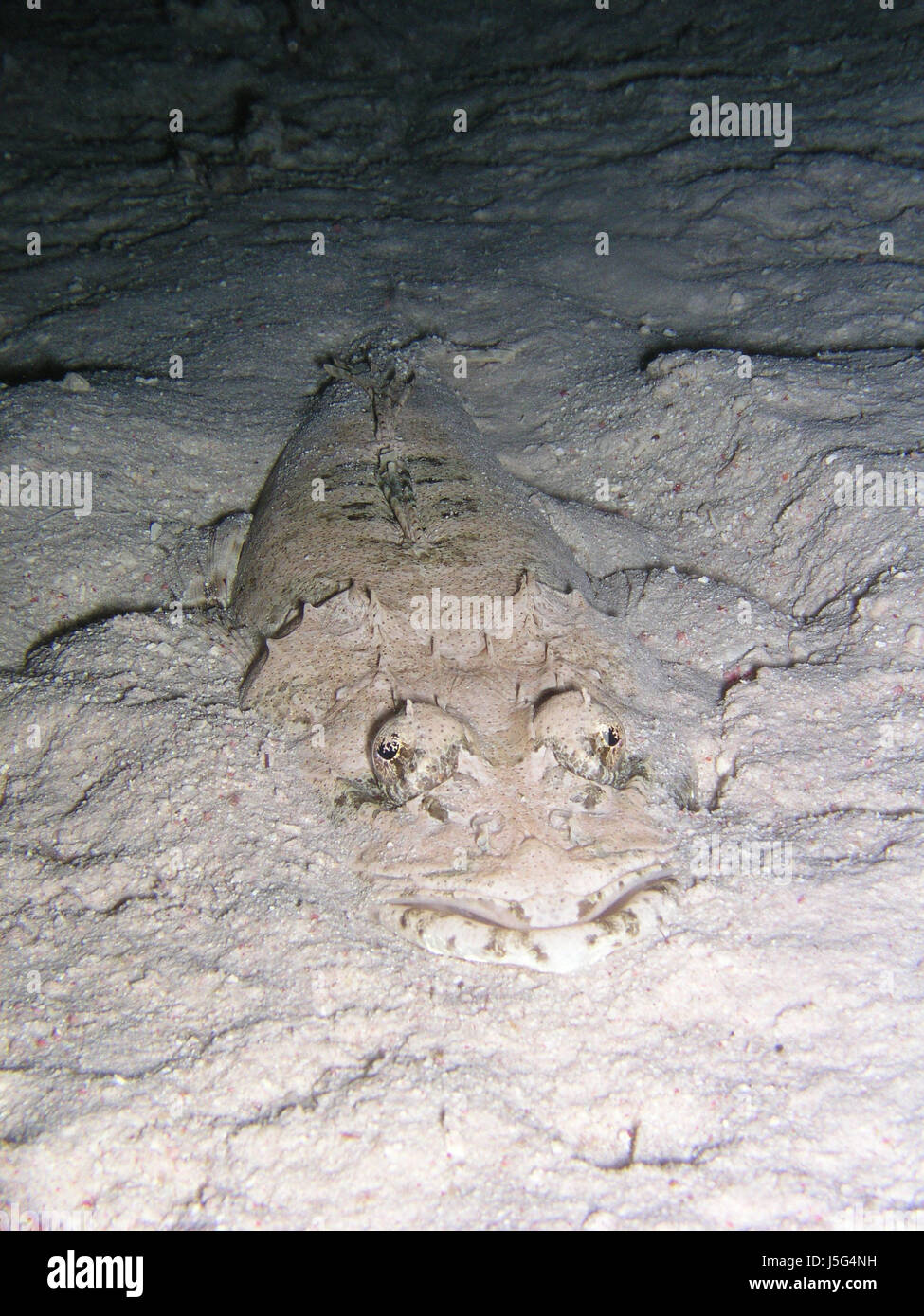 fish underwater prey booty dive camouflage pisces lurk reef hiding ...