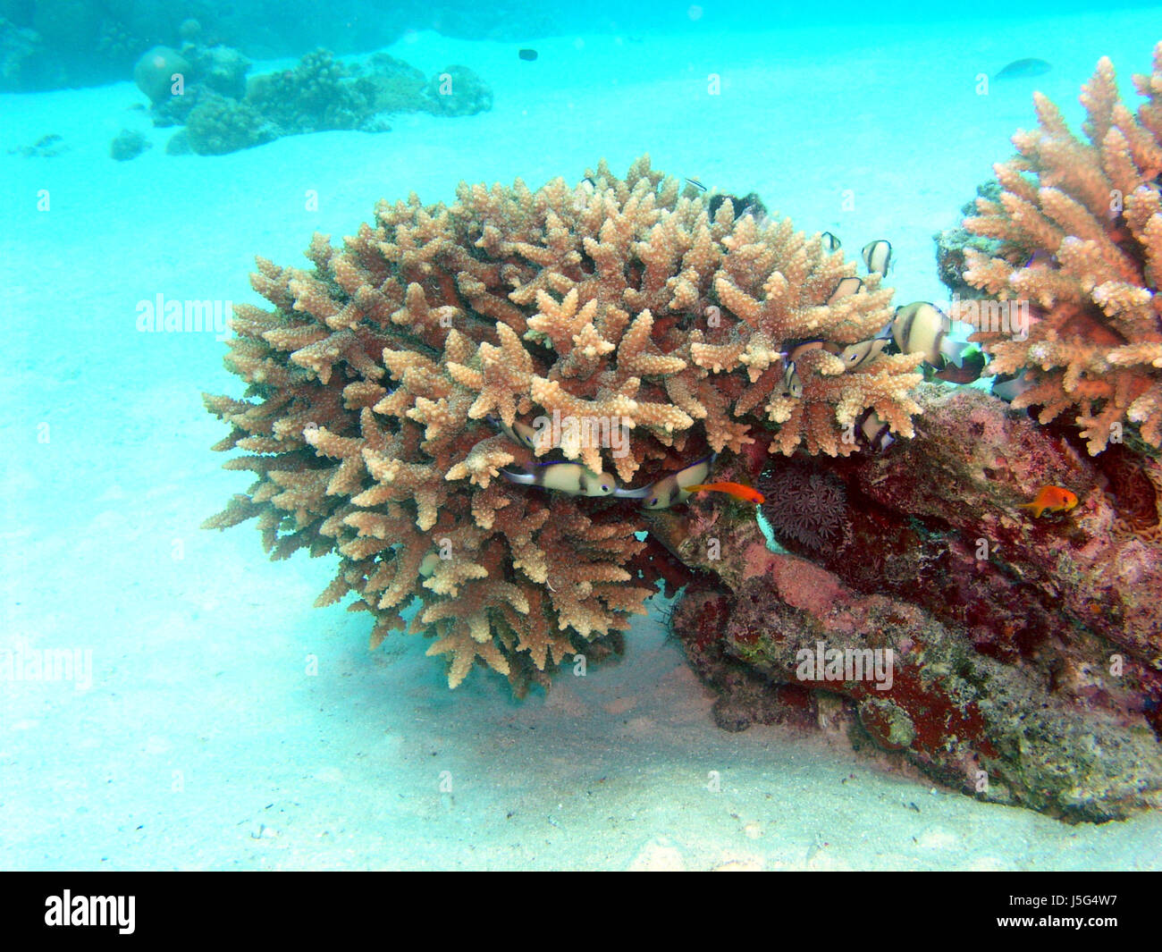 Reef block hi-res stock photography and images - Alamy