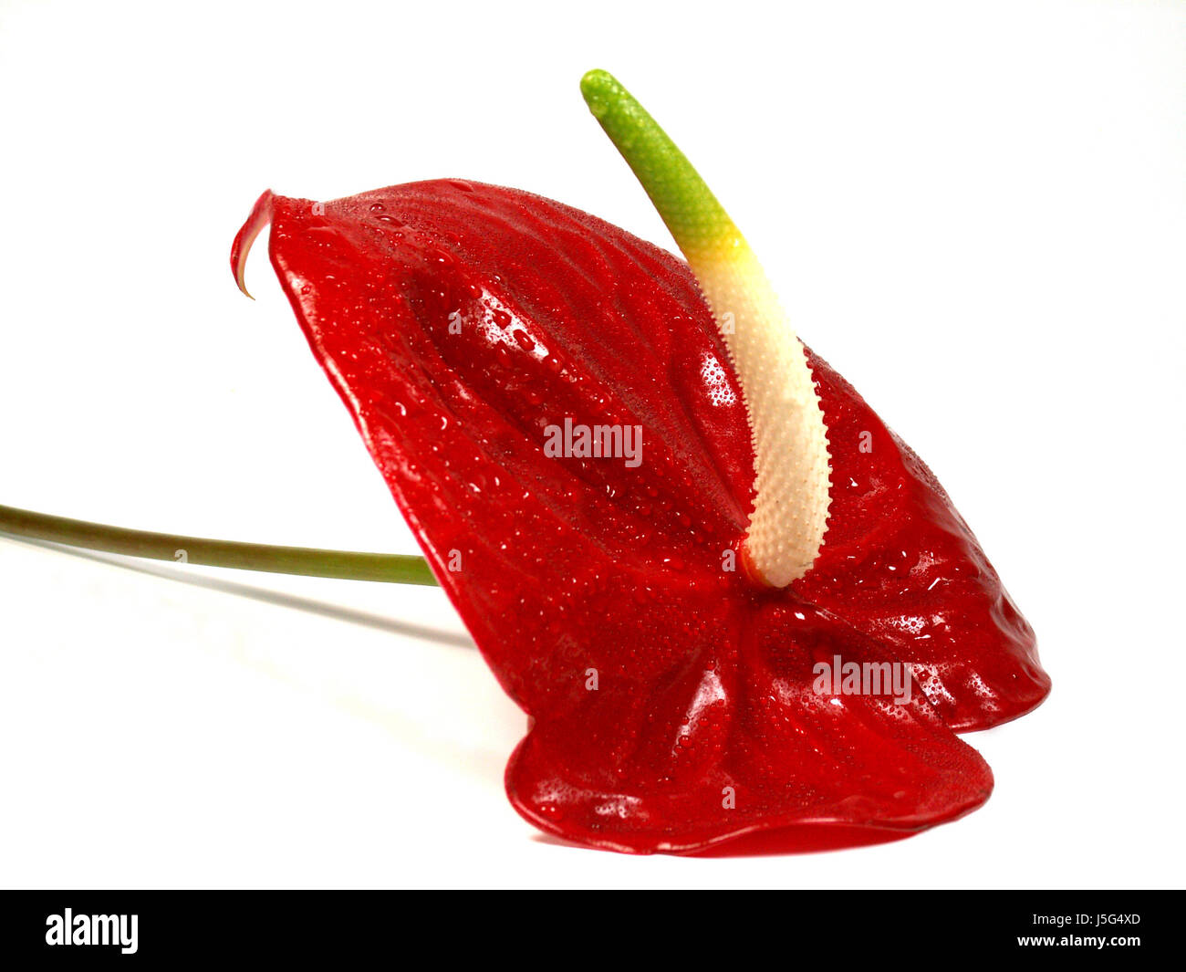 flower plant bloom blossom flourish flourishing umbel poison cutting ...