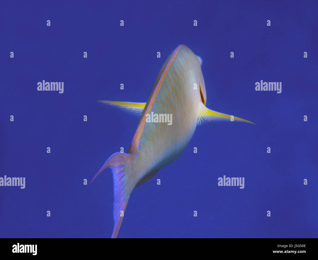 blue fish egypt dive pisces back atoll snorkel reef behind backside ...