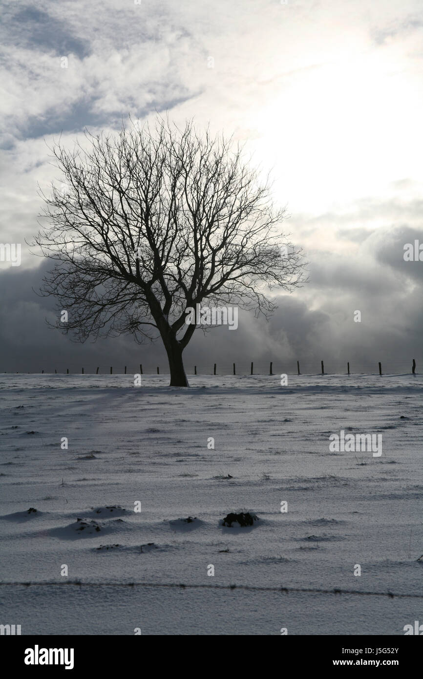 blue tree trees winter cold deciduous tree sunbeams deciduous trees ...