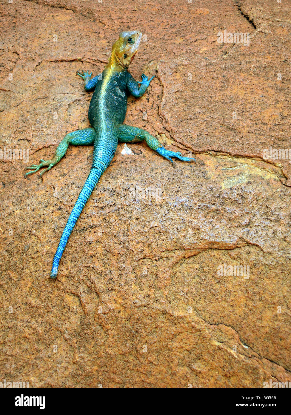 stone national park africa kenya lizard animals saurian creature safari ...