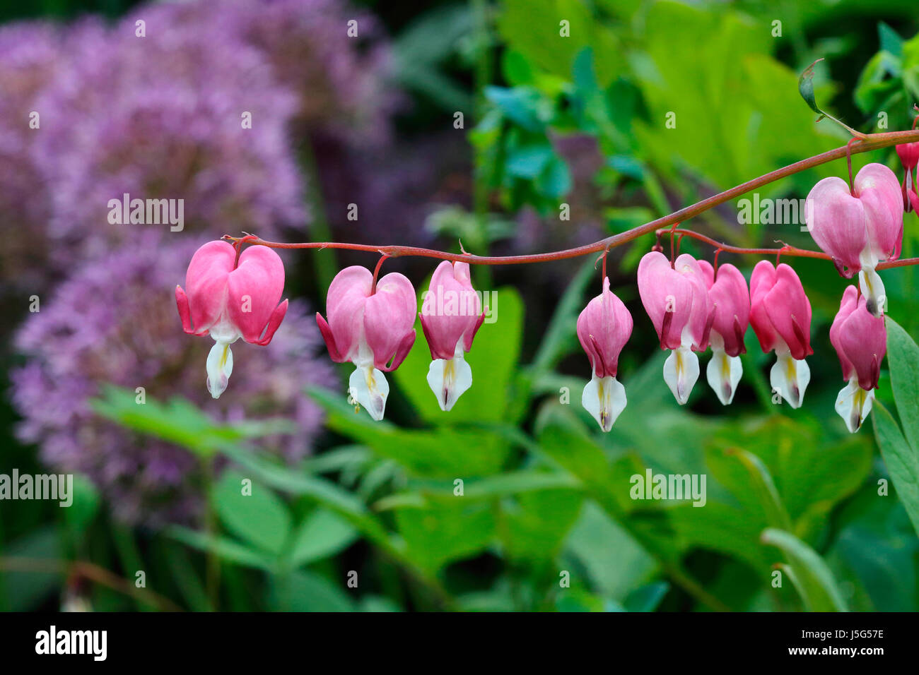 Bleeding heart, Lamprocapnos spectabilis, Red flowers growing outdoor ...