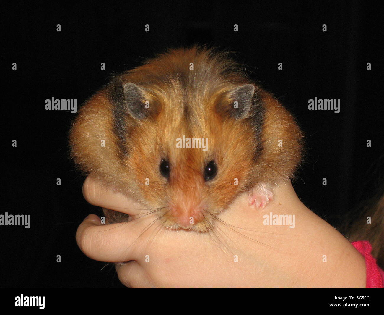 pet curiosity rodent care hamster confide child hand trust familiar ...