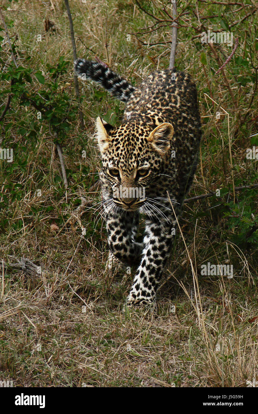 africa big cat feline predator cat leopard raid pussycat domestic cat ...