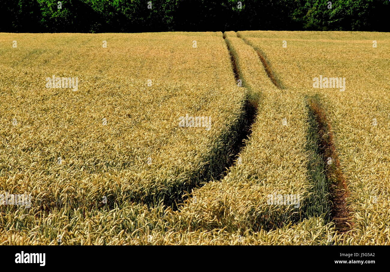 field ripe sense fields ears centre punch grain field harvest time ...