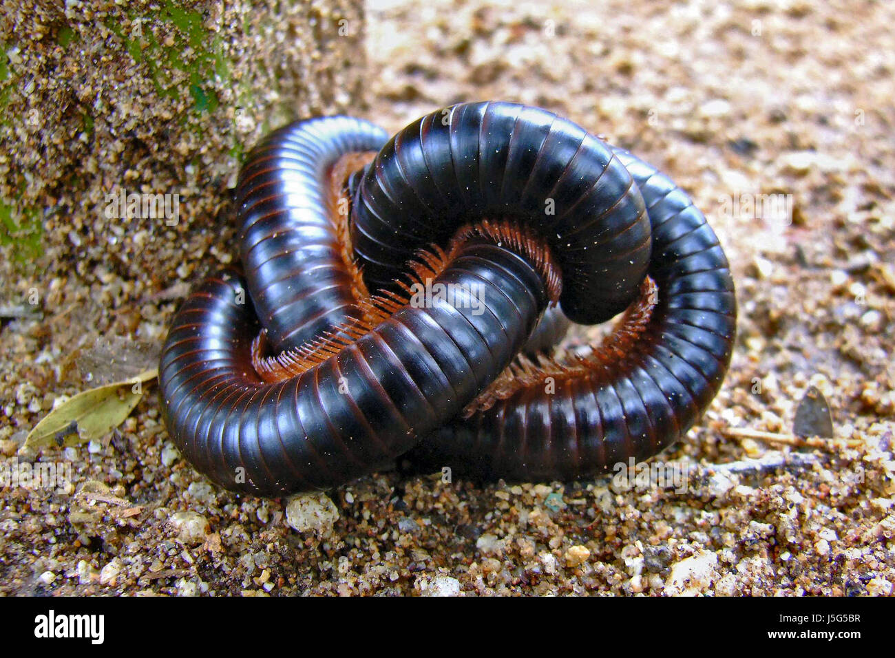 danger plant insects predator bandit raider arthropoda blausure ...