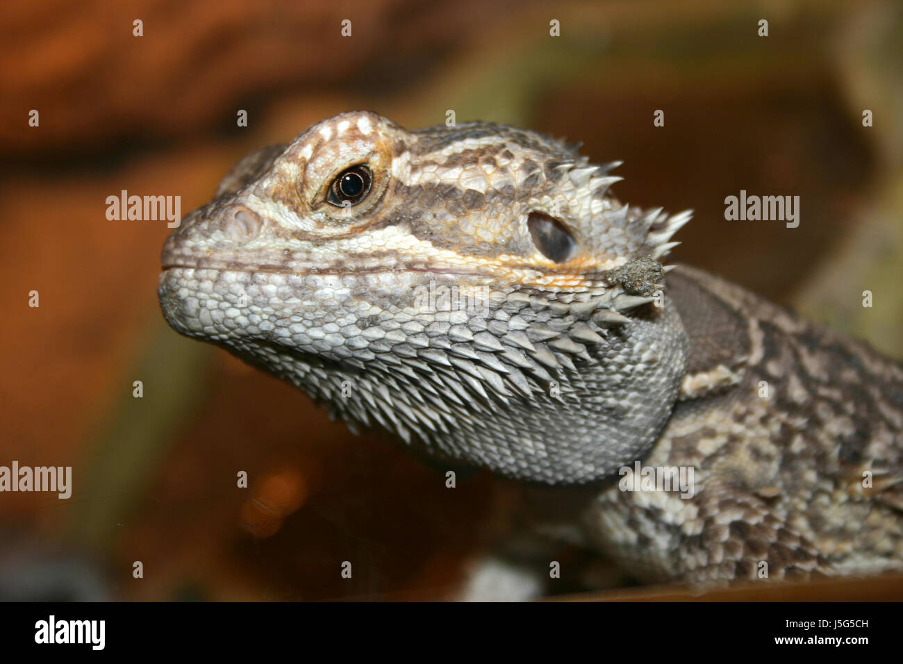 Lateral view of lizard head hi-res stock photography and images - Alamy