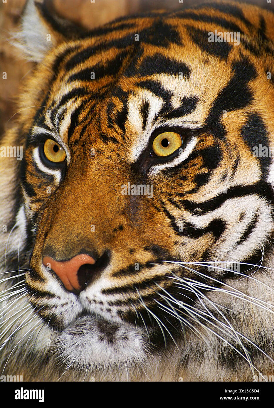 Tiger ear hi-res stock photography and images - Alamy