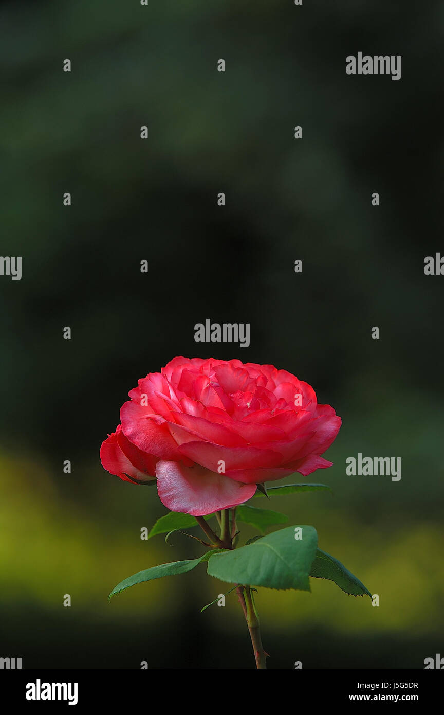 garden flower plant rose bloom blossom flourish flourishing roses ...