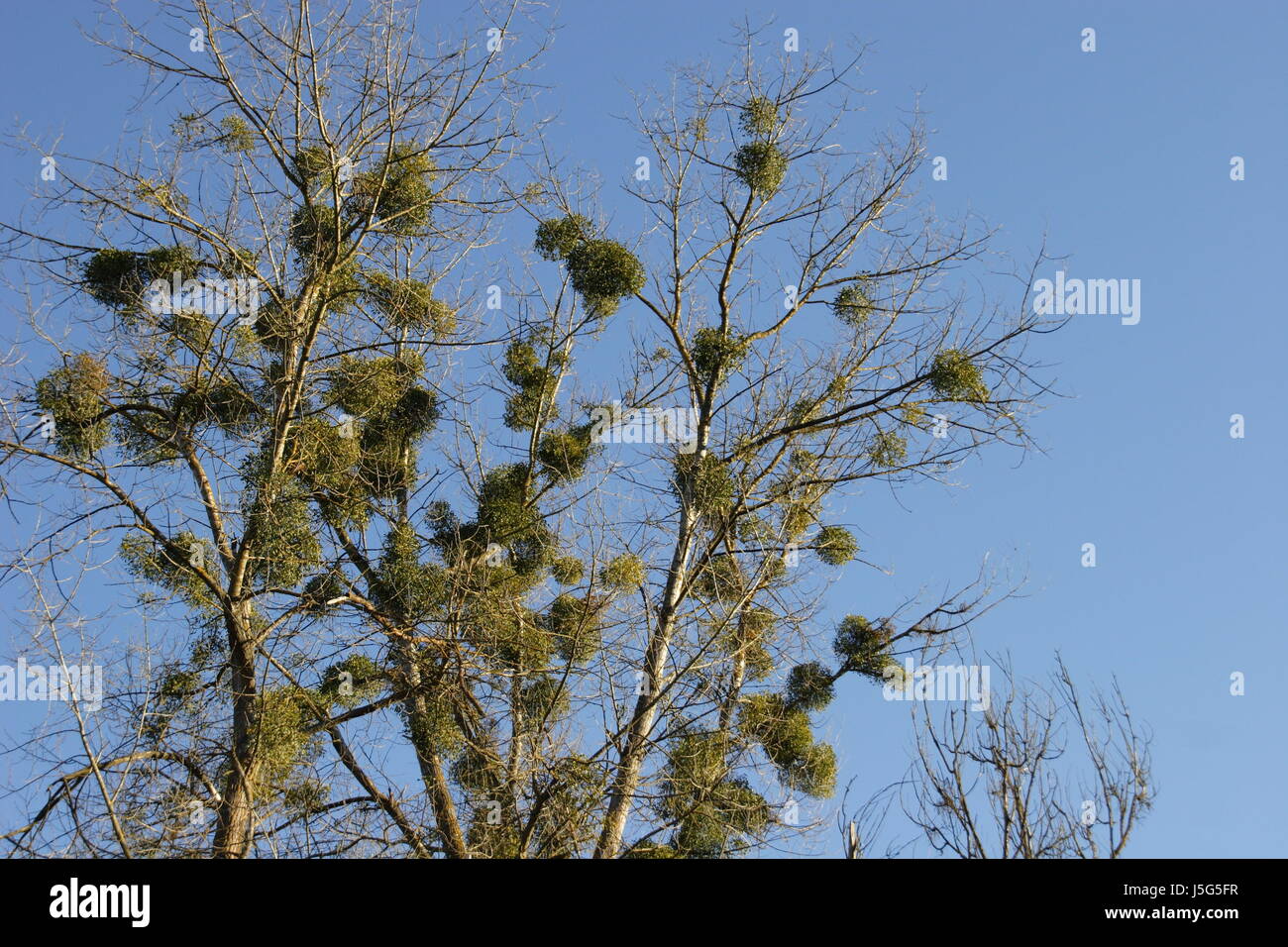 blue tree trees green deciduous tree flora branches evergreen means ...