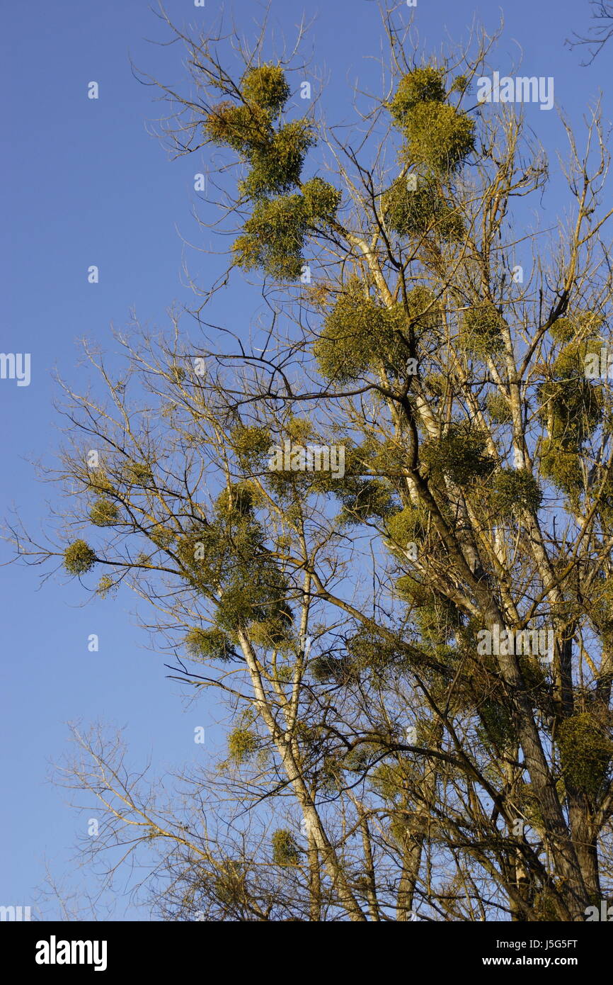 blue tree trees green deciduous tree flora branches evergreen means ...
