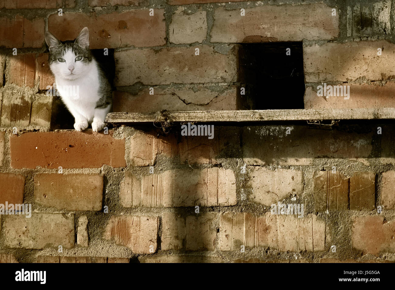 windows for cats Stock Photo - Alamy