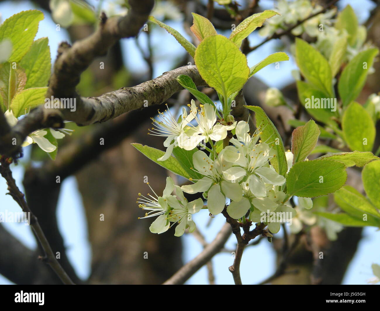 tree trees bloom blossom flourish flourishing blossoms spring buds grow ...