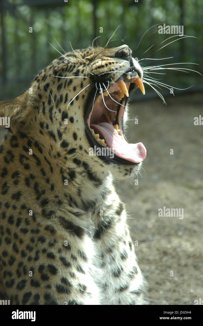 mammal,bit,suns,enjoy,predator,tooth,yawn,cat,big cat,feline predator ...