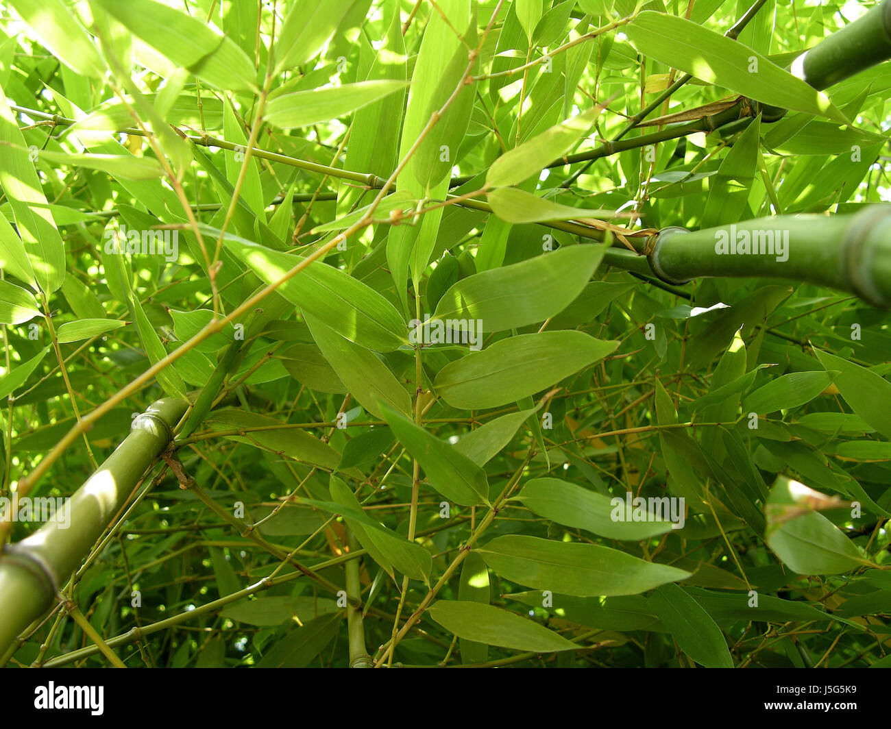 beautiful beauteously nice leaf musical instrument green asia leaves ...