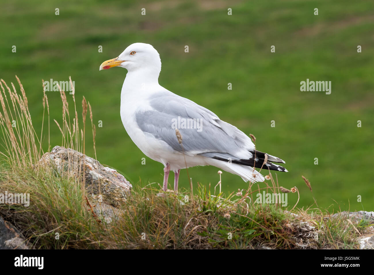 Seagull standing on a stone wall - Fishguard, Wales, Great Britain, UK ...
