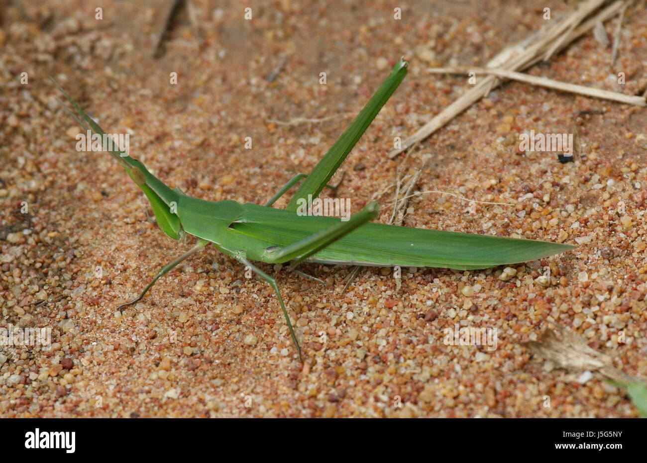 Insecta insects hi-res stock photography and images - Alamy