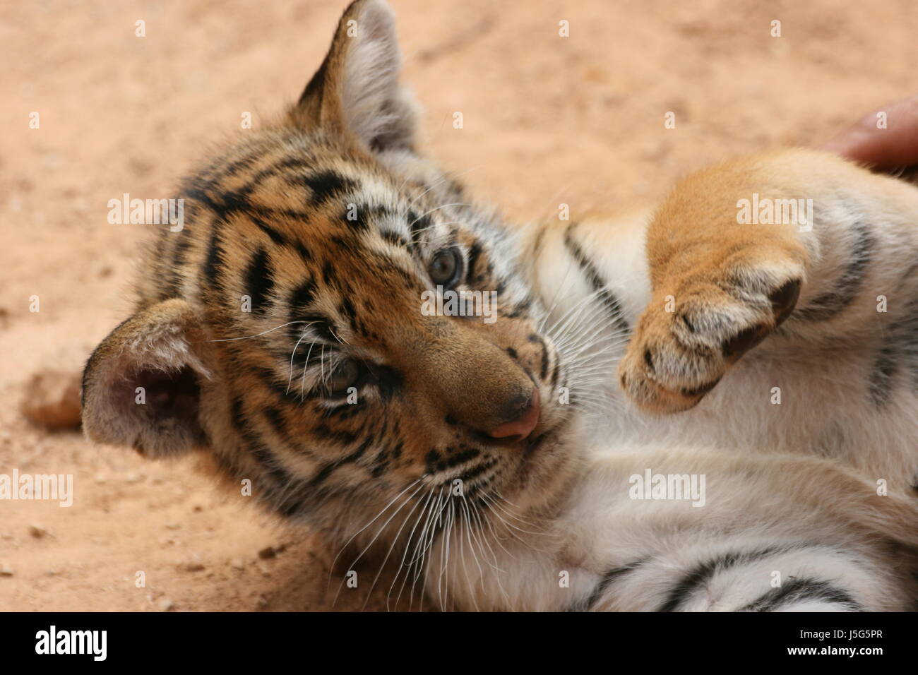 asia india cat big cat feline predator tiger thailand predator cub baby ...