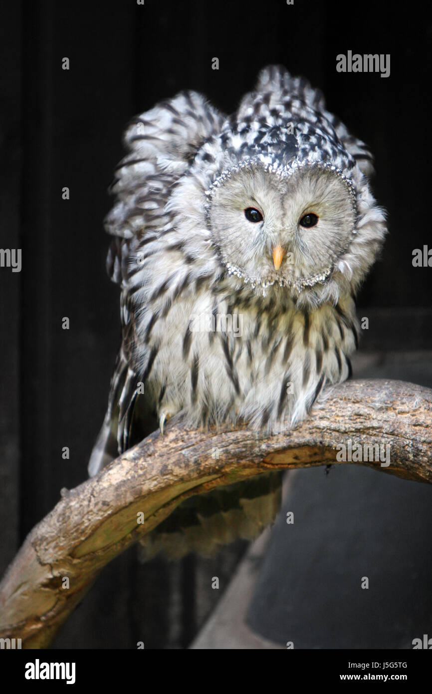 Menacing owl hi-res stock photography and images - Alamy