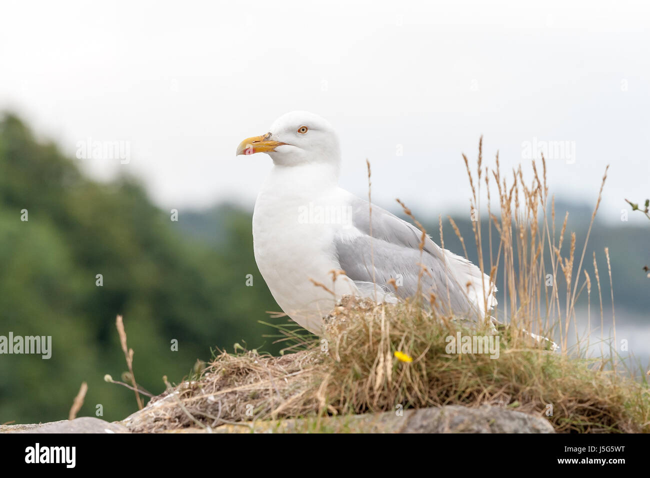 Seagull standing on a stone wall - Fishguard, Wales, Great Britain, UK ...