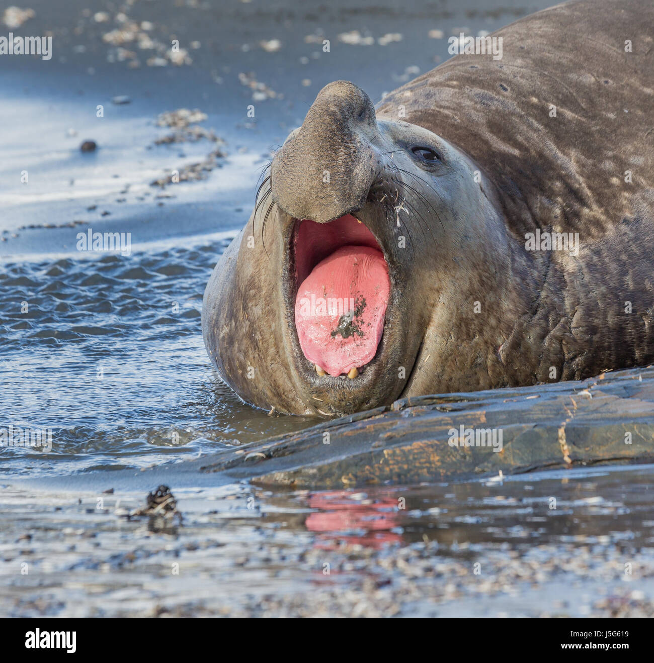 Seal mouth open hi-res stock photography and images - Alamy